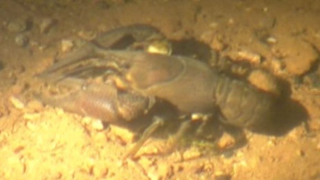 Ensor's Pool, Nuneaton, 'ark' for threatened crayfish - BBC News