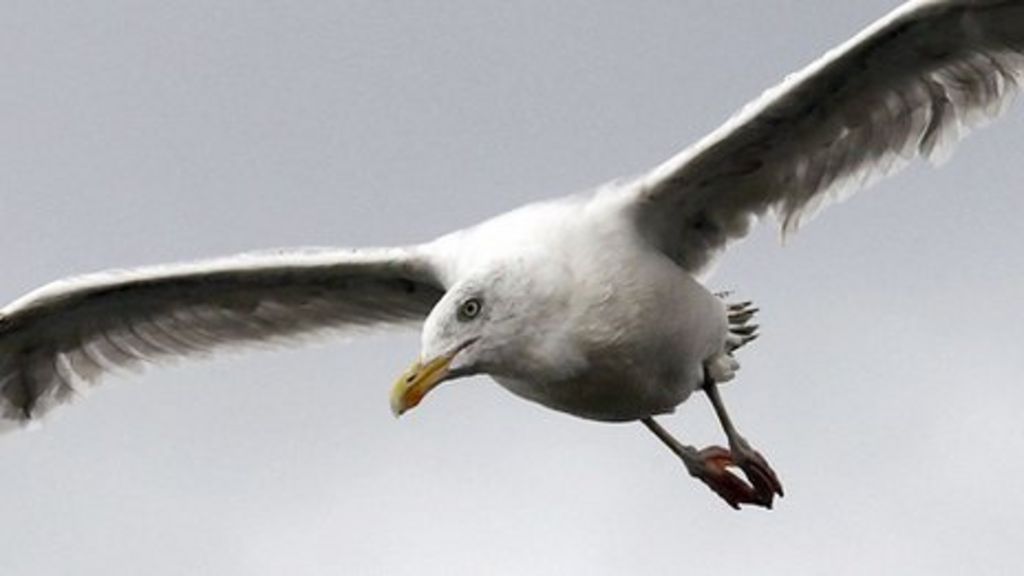 MPs declare war on aggressive seagulls - BBC News