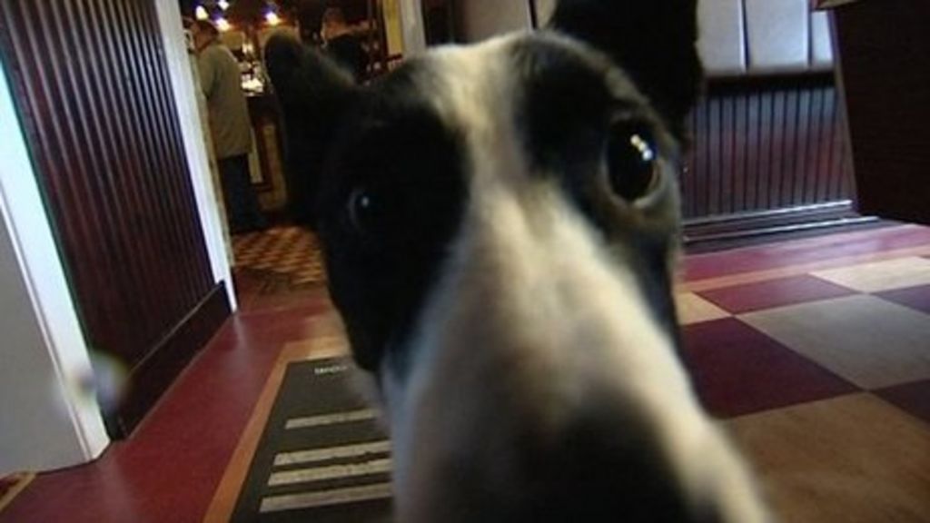 The dog that retrieves darts from a dart board. - BBC Newsround