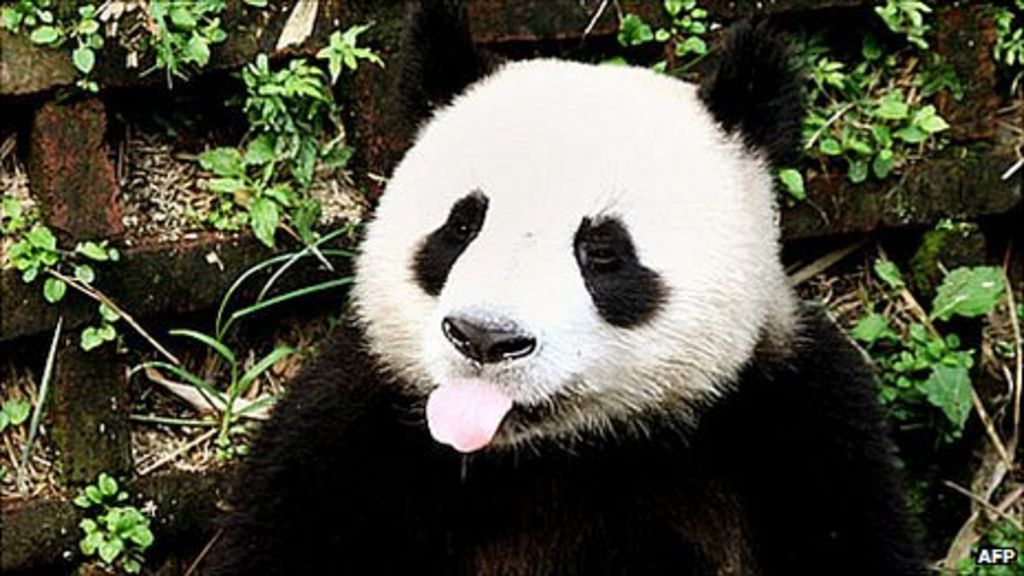 Viewpoints: Should we give up trying to save the panda? - BBC News