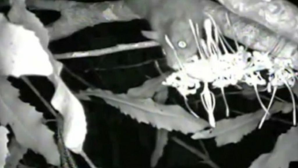 Alien rats take on prey's role - BBC News