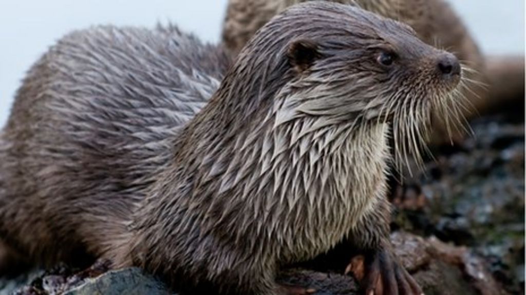 Otters return to once-polluted River Mersey - BBC News