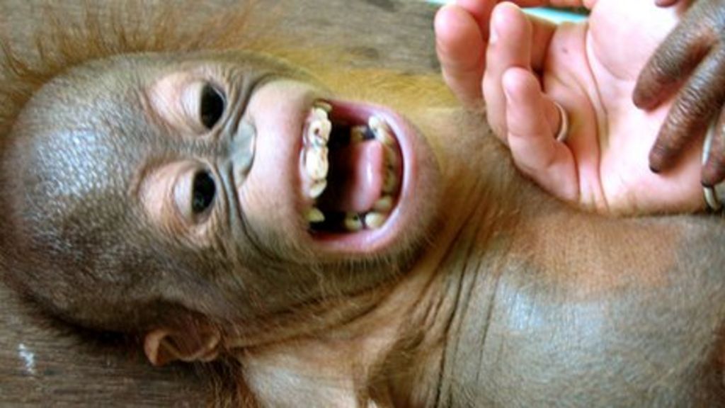 Scientists tickle animals to find laughter clues - BBC News