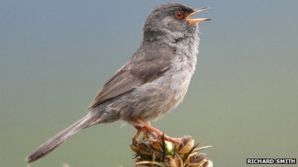 Record number of unusual birds seen in Wales last year - BBC News
