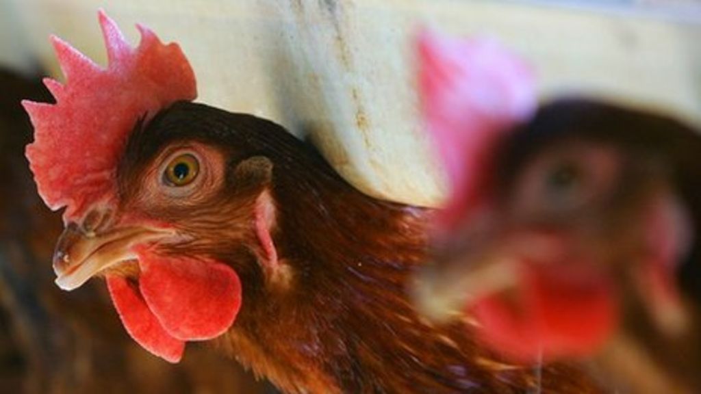 battery hen - BBC Newsround