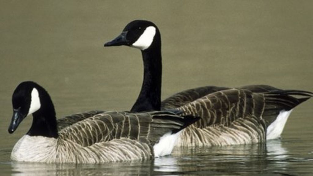 'Goose-killer lurks in River Lea' near Olympic Stadium - BBC News