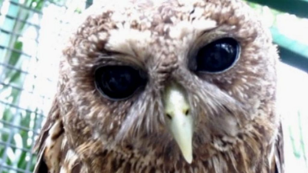 Pygmy owl squeaks when tickled - BBC News