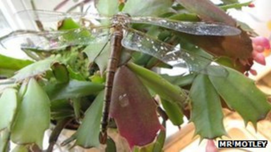 Female vagrant emperor dragonfly identified on island - BBC News