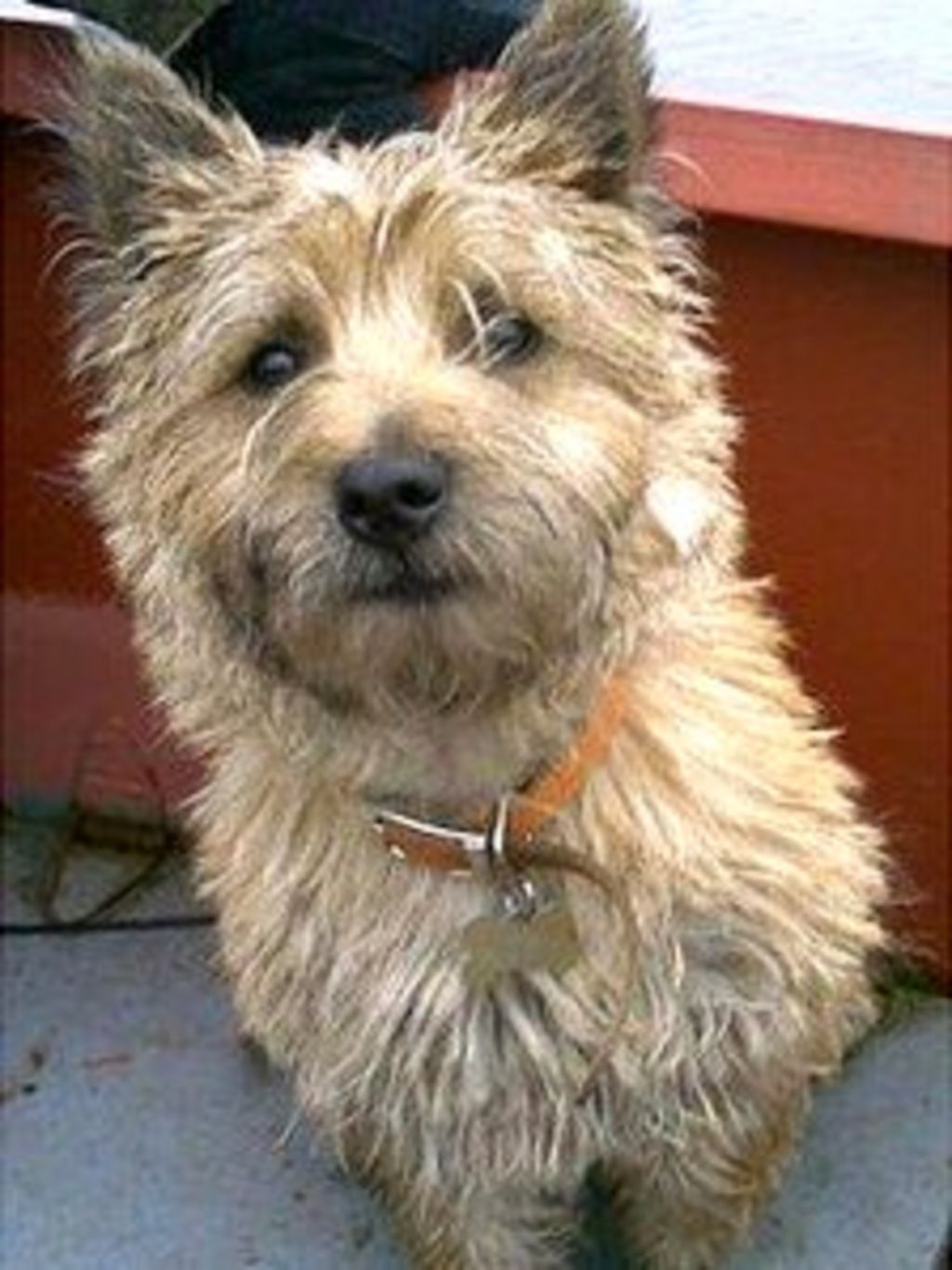 Edd the dog leaves home in Alsager to take the train - BBC News