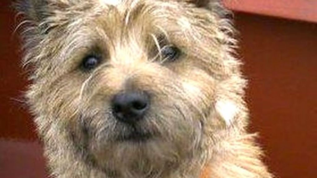 Edd the dog leaves home in Alsager to take the train - BBC News