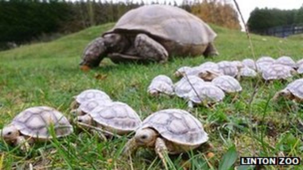 Tortoise hatches 'record' 45 babies at Linton Zoo - BBC News