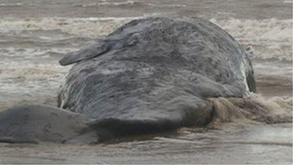 Police probe 'Facebook sale' of Norfolk whale corpse teeth - BBC News
