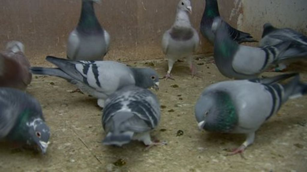 Birmingham pigeon memories project awarded thousands - BBC News