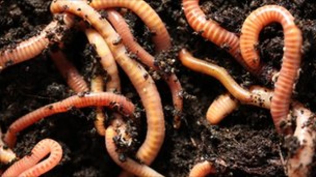 Worm steals 45,000 Facebook passwords, researchers say - BBC News