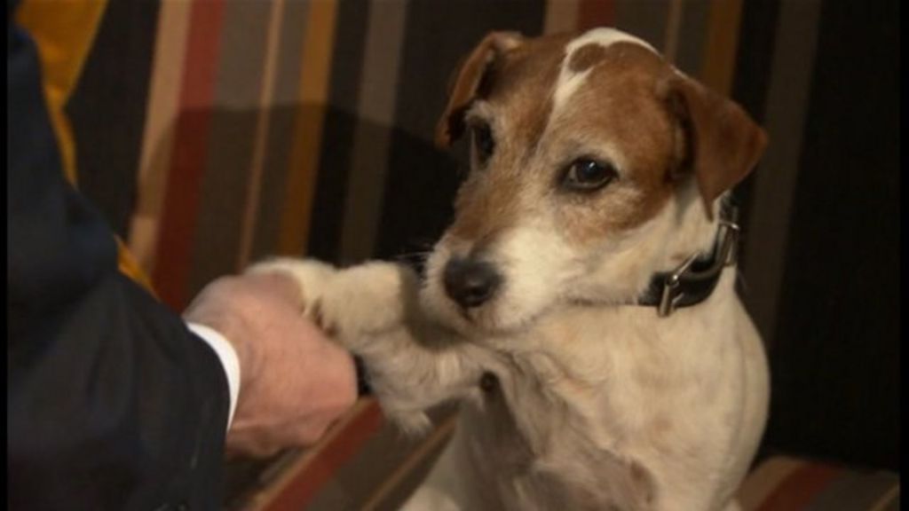 Uggie the dog from The Artist inspires animal campaign - BBC News