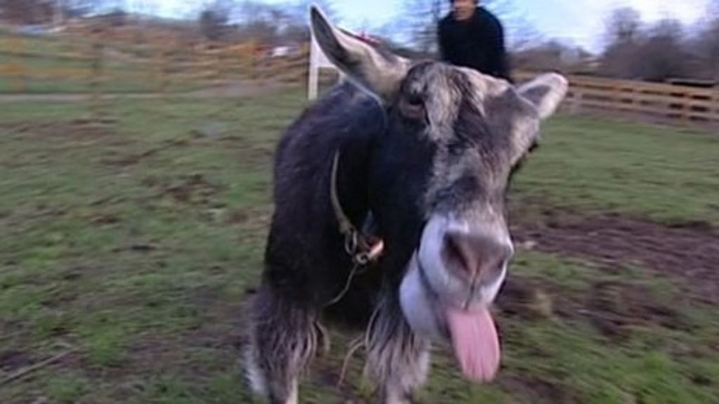 Goat's 'raspberries' cause a stir at Stonebridge City Farm - BBC News
