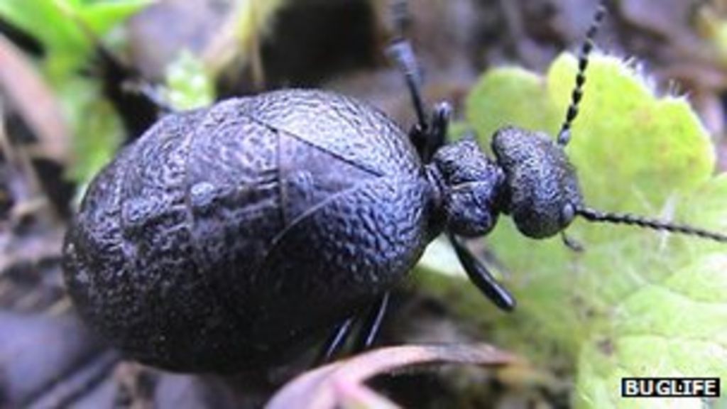 Rare oil beetles found at Gloucestershire nature reserve - BBC News