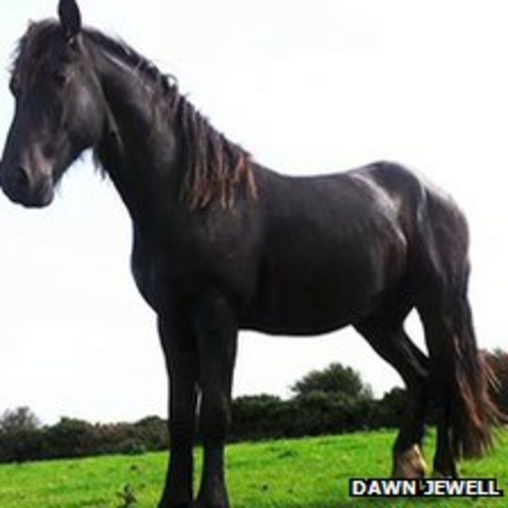 Cornwall horse mutilation probe continues - BBC News