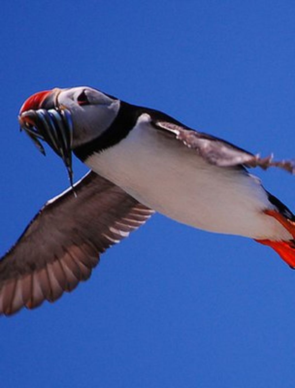 Seabird foraging areas 'key for conservation' - BBC News
