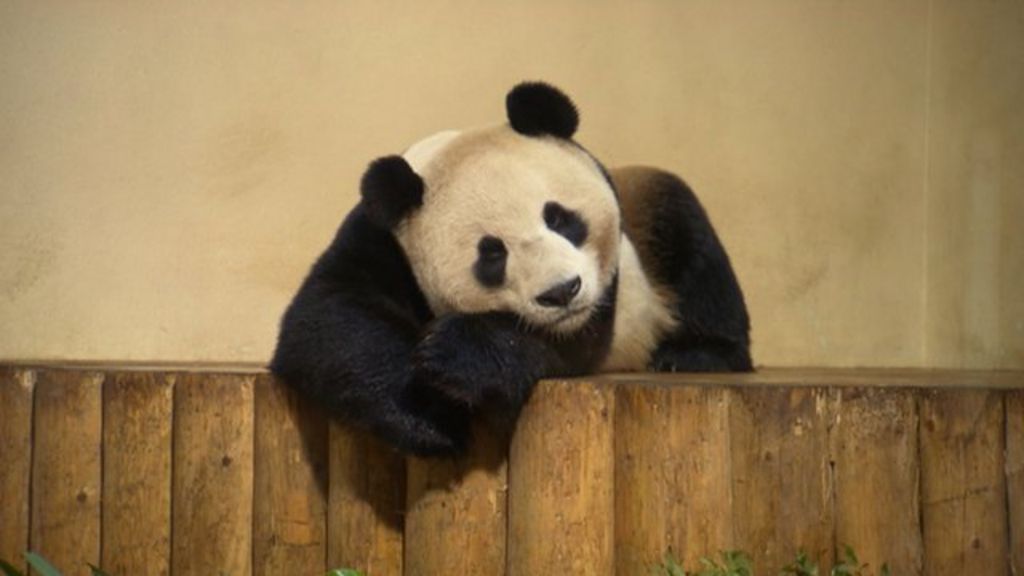 Sick male panda taken off display at Edinburgh Zoo - BBC News