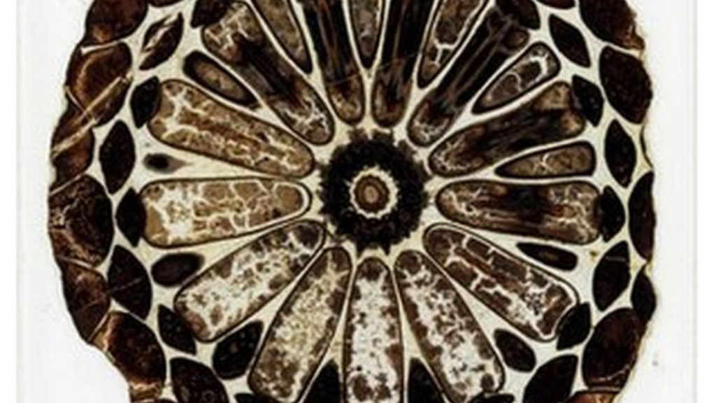 'I had to pinch myself': rediscovering Darwin's fossils - BBC News