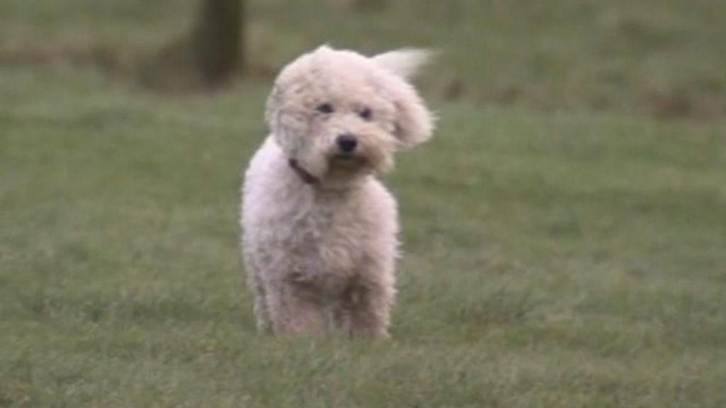 Can some dogs read their owners' minds? - BBC News