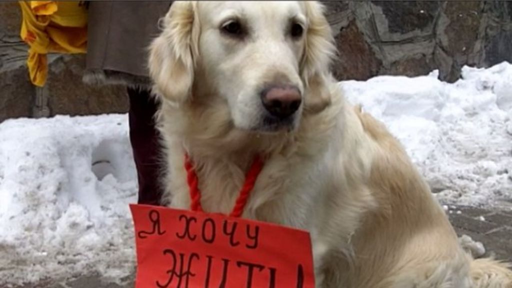 Protests over stray dog killings in Ukraine - BBC News