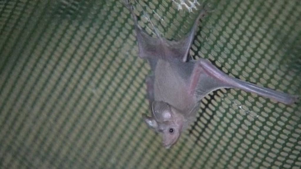 Bats find shelter in Israeli bunkers - BBC News