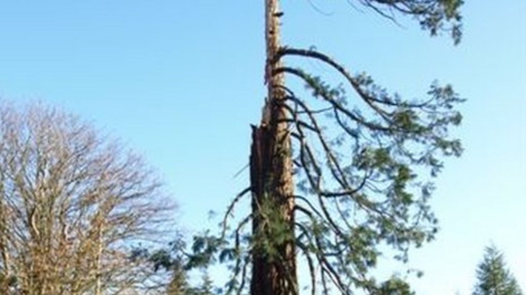 Giant Sheffield Park tree struck by lightning - BBC News