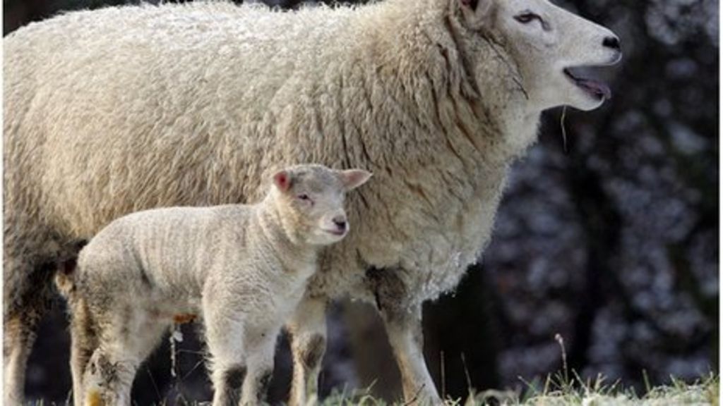 Legal threat over sheep worrying at Northam Burrows - BBC News
