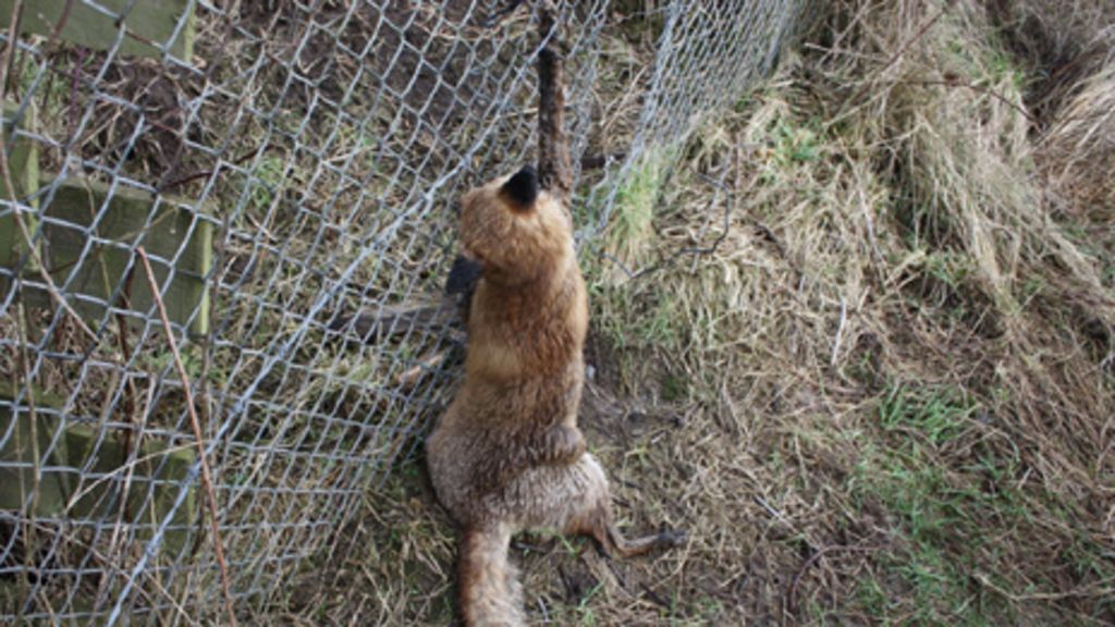 Fox found 'hanged' in illegal snare in Dumfries - BBC News