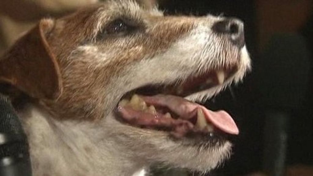 Uggie is top dog at the Golden Collar awards! - BBC Newsround