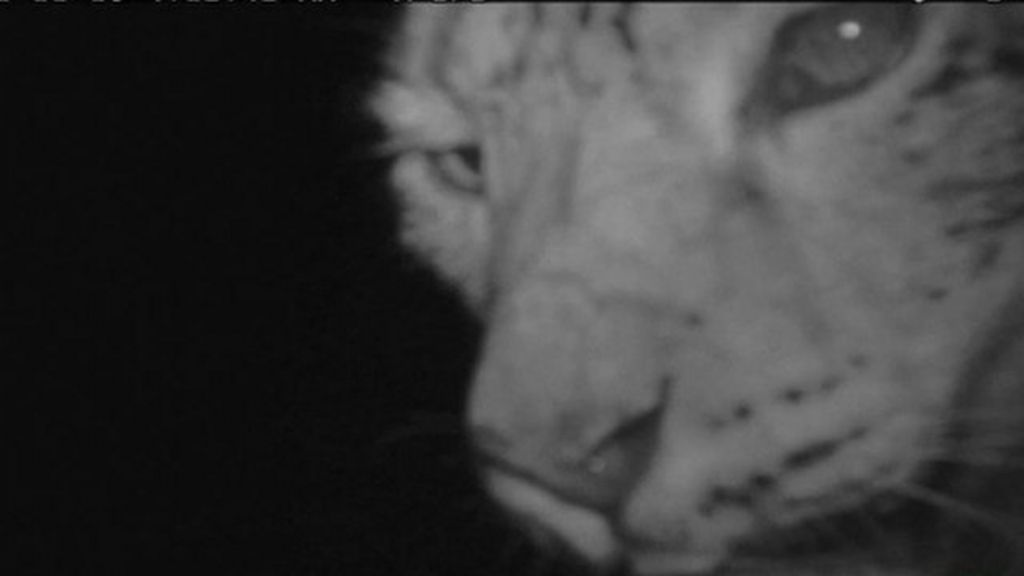 Hidden cameras show rare snow leopards 'thriving' - BBC News