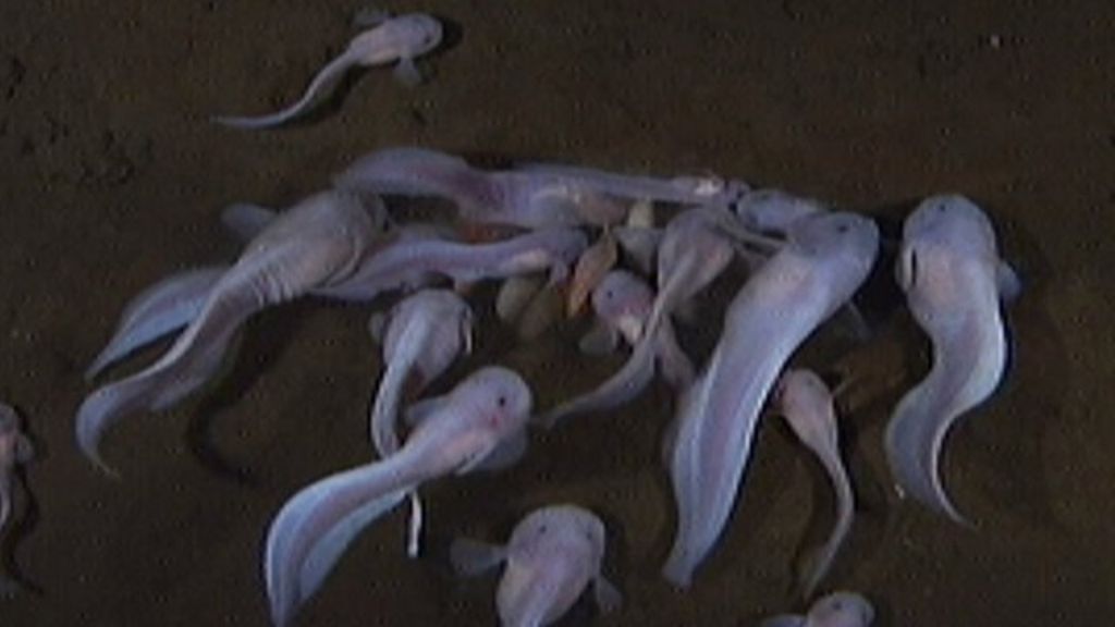 Life in the deep sea: 7,700m down - BBC News