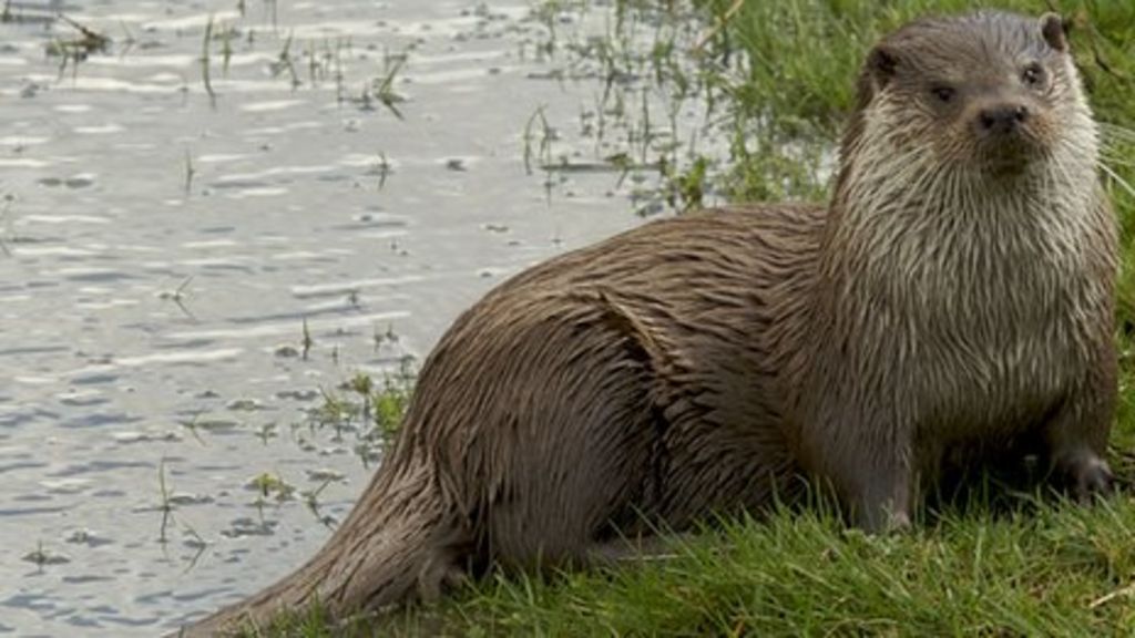 Otters make a welcome return to Guildford - BBC News