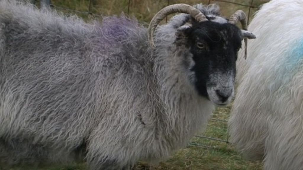 'Oldest sheep' dies after falling off cliff - BBC News