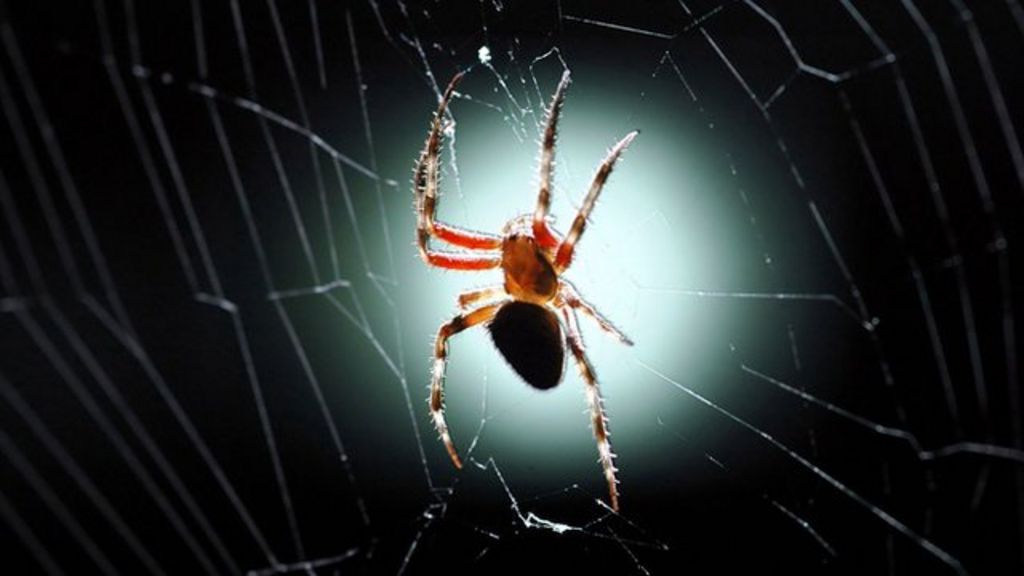 Spider silk strands spun into violin strings - BBC News