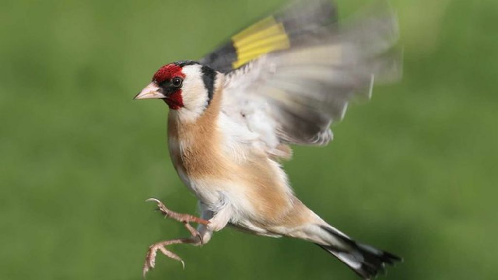 A seasonal look at the birds visiting our gardens - BBC News