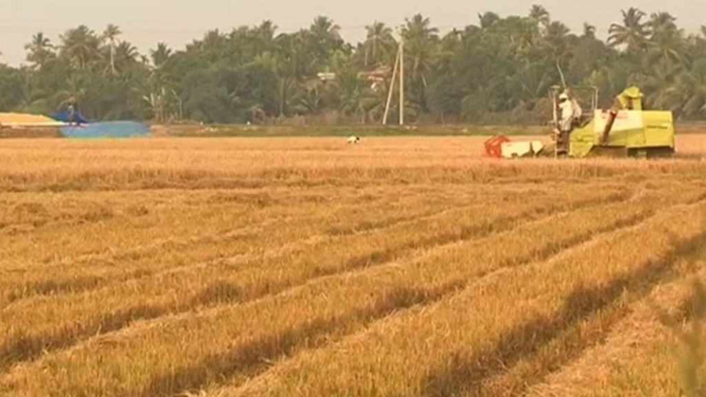 India food security bill faces challenges - BBC News
