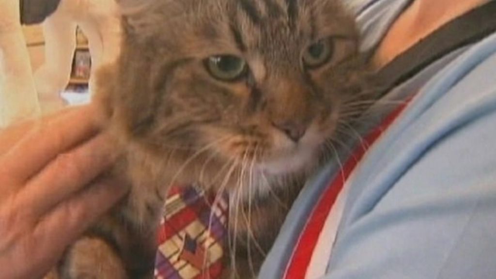 Hank the cat pounces for a Virginia senate seat - BBC News