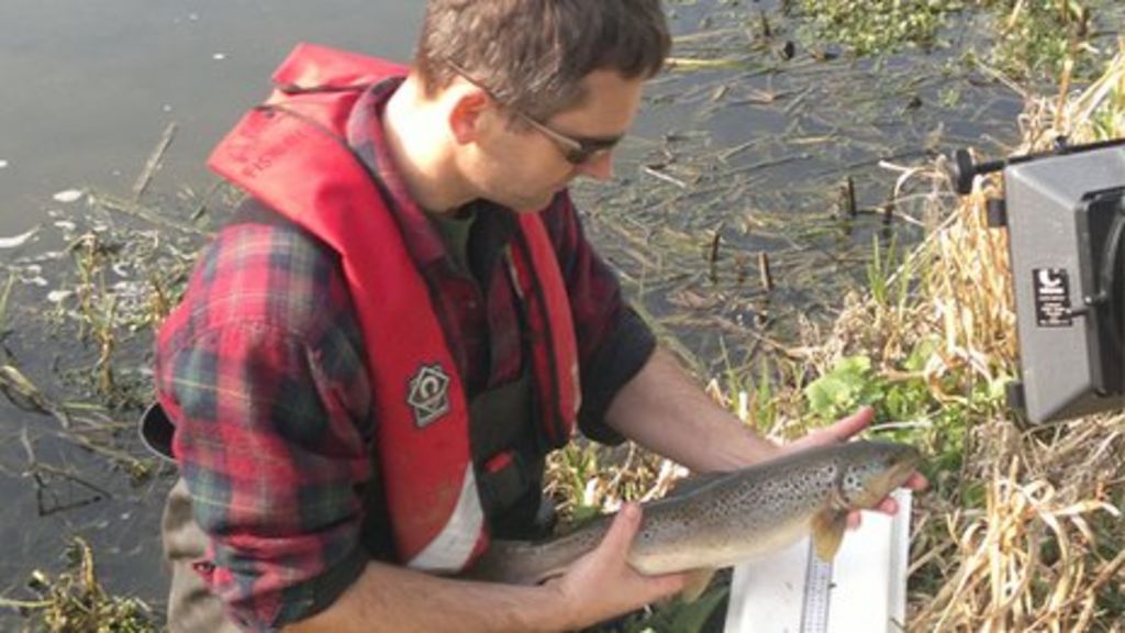 Fish moved from Maxey Cut as water levels drop - BBC News