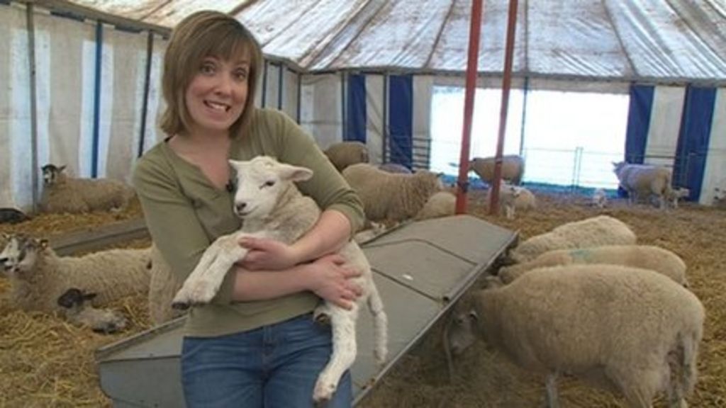 Sally Pepper helps out with lambing at Calke Abbey, Derbyshire - BBC News