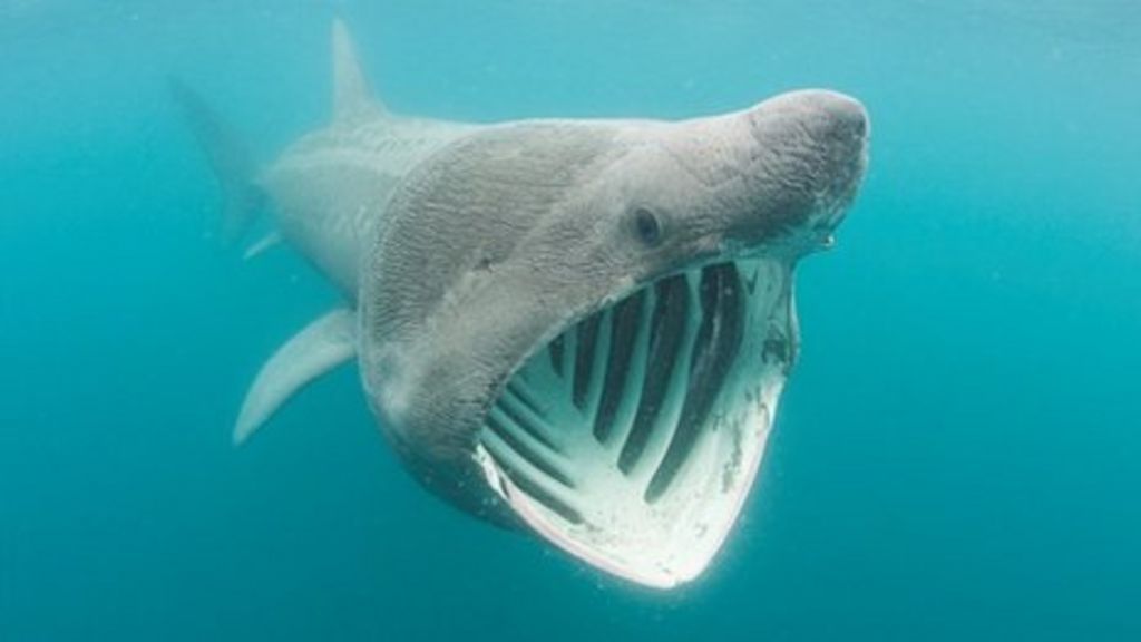 Manx basking shark project provides 'invaluable data' - BBC News