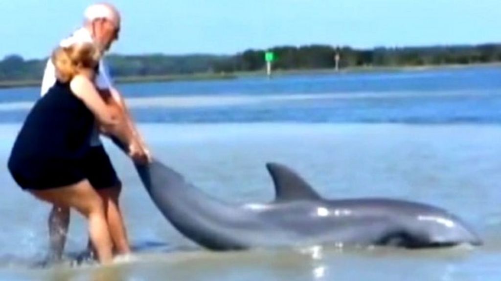 Family's dolphin rescue mission - BBC Newsround