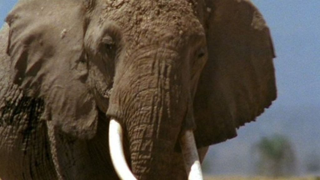 African elephant poaching 'is on the rise' - BBC News