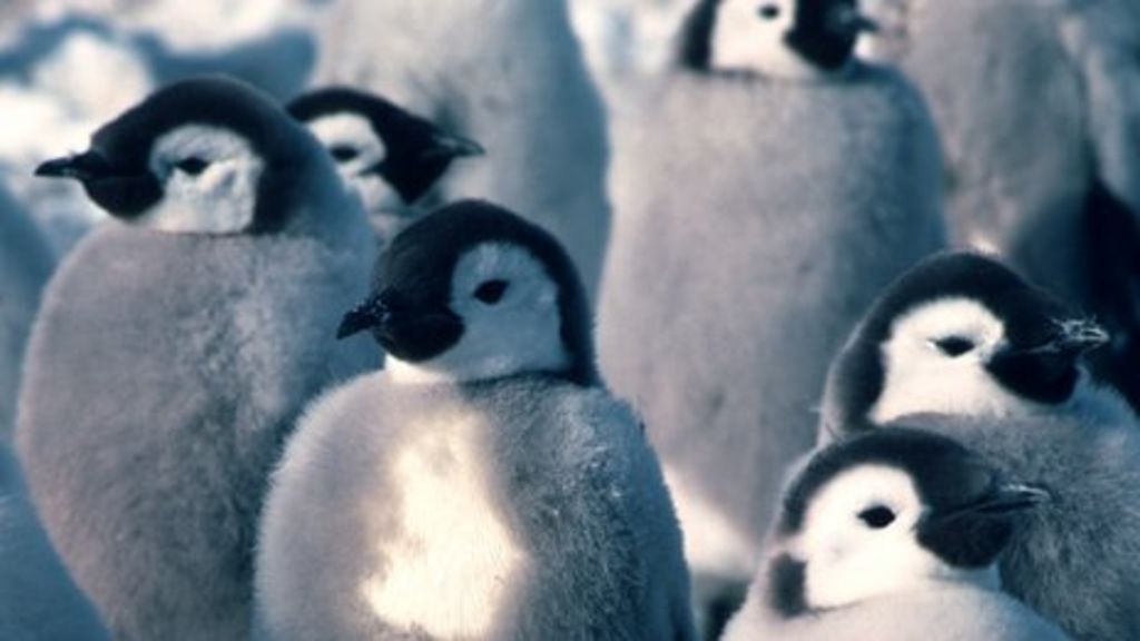 Emperor penguins counted from space - BBC News