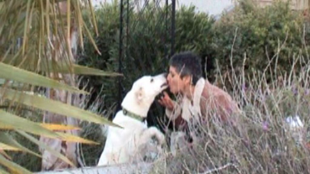 Homeless Iranian dogs head for better life in the US - BBC News