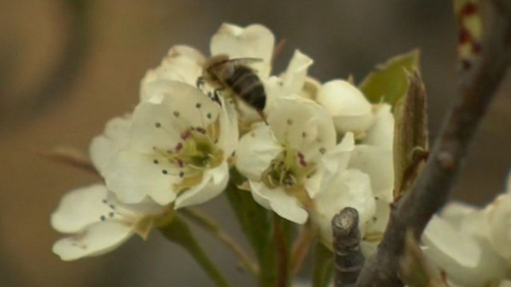 Lack of bees puts farming at risk in the South East - BBC News
