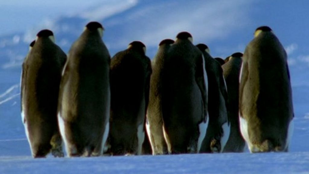 Satellite images show emperor penguins 'double' - BBC News