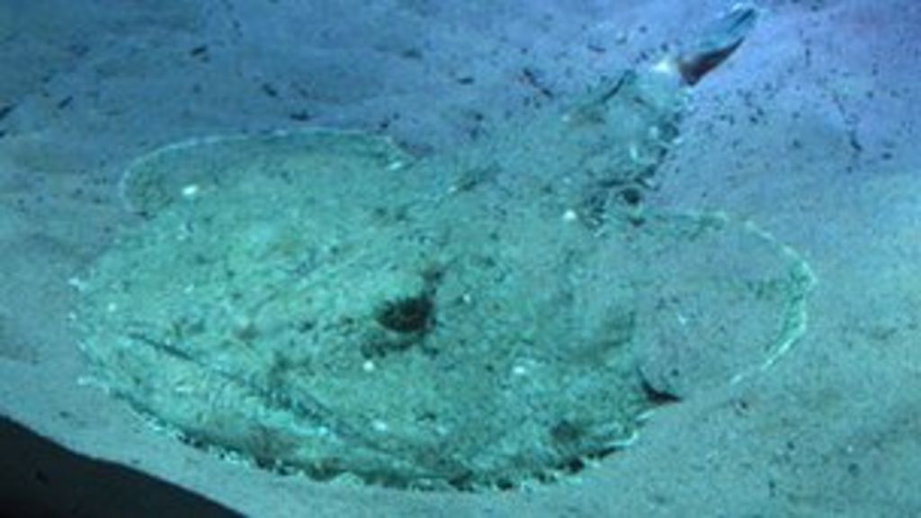 Anglerfish on show at Blackpool aquarium - BBC News